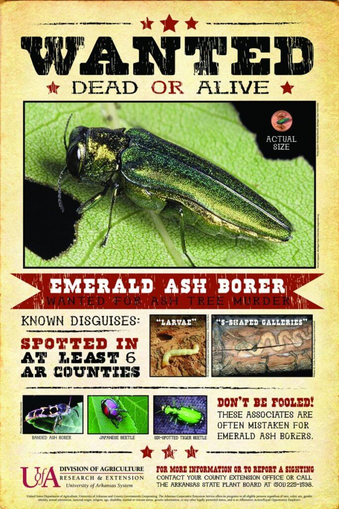 Emerald ash borer awareness week toolkit - Don't Move Firewood