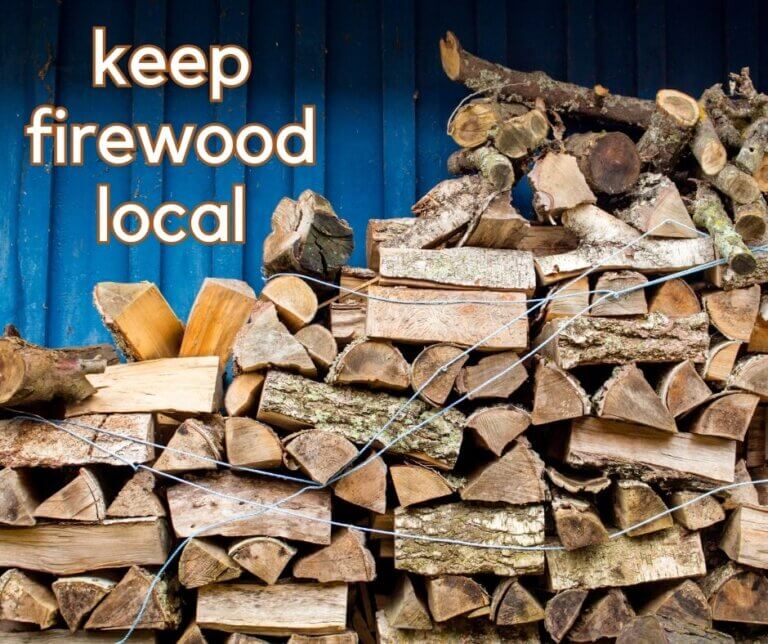 Resource Library - Don't Move Firewood