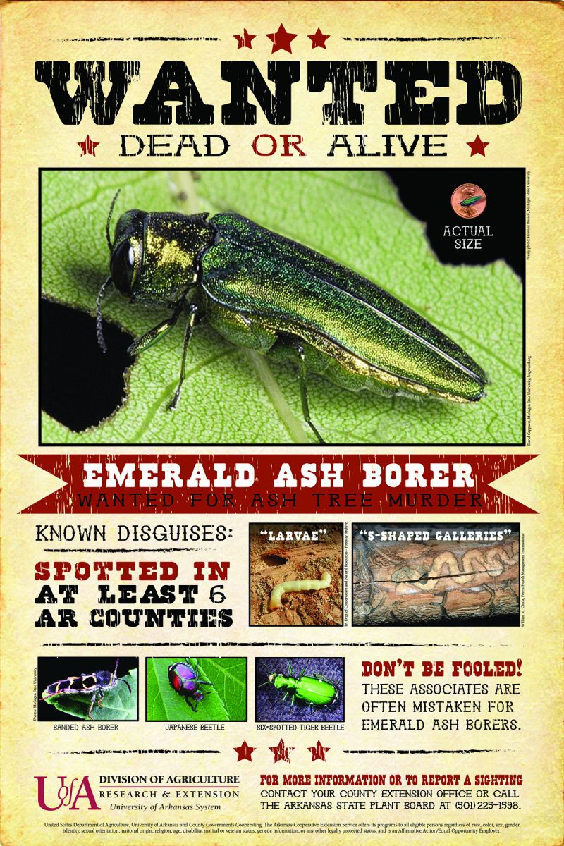 Emerald ash borer awareness week toolkit - Don't Move Firewood